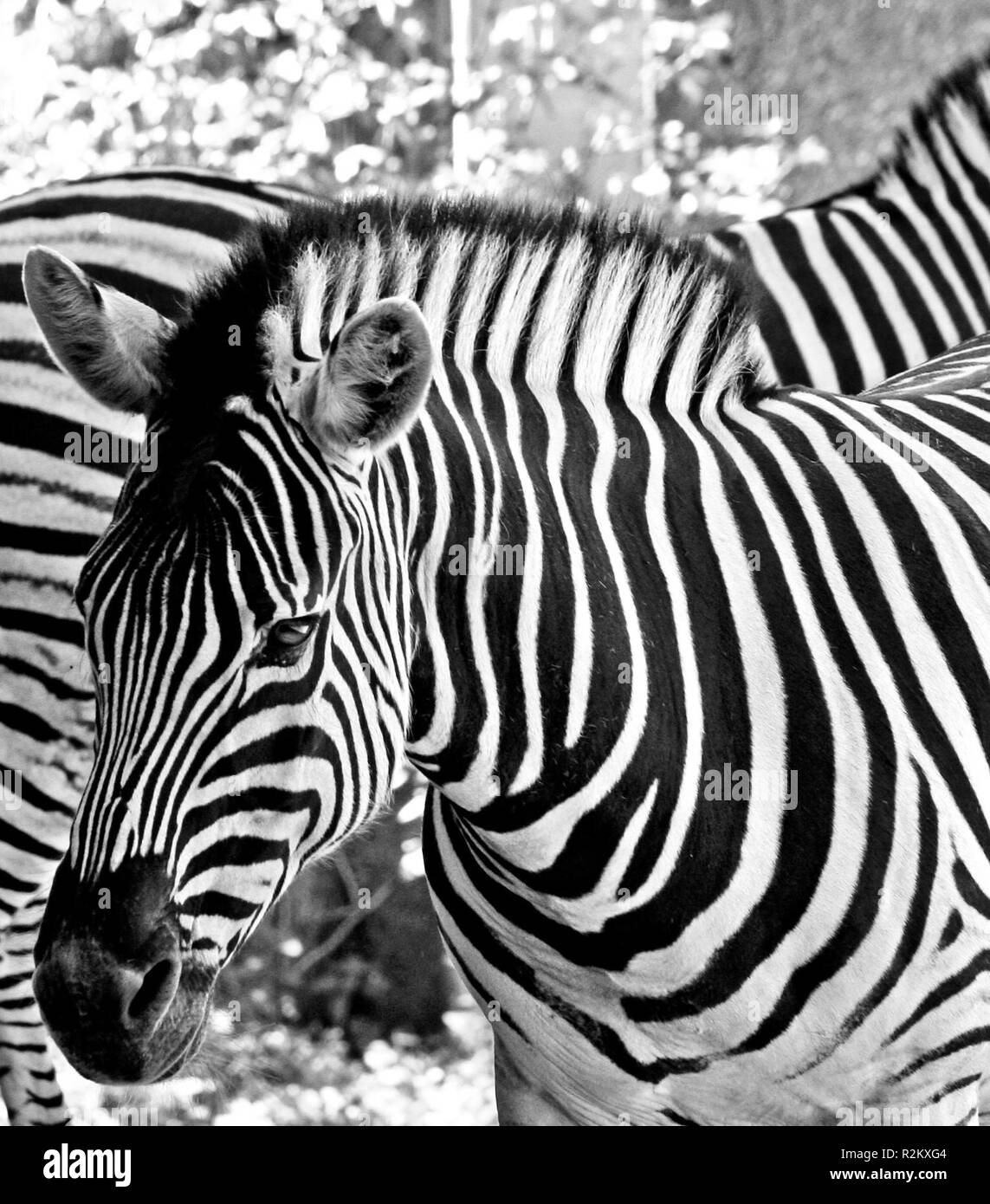 Deep flora Black and White Stock Photos & Images - Alamy