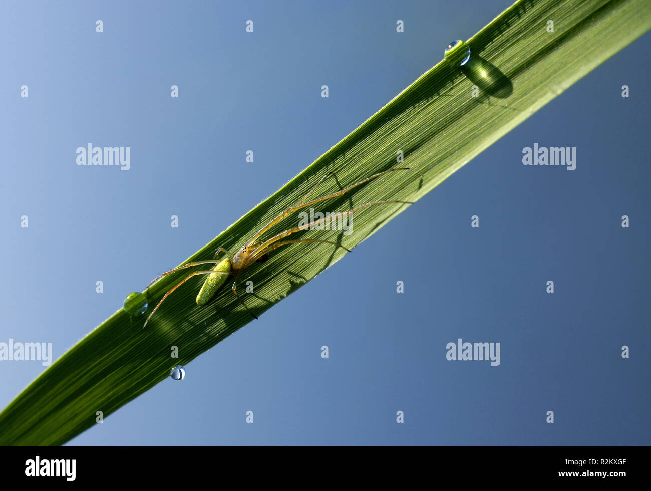 strecker spider bowling Stock Photo - Alamy