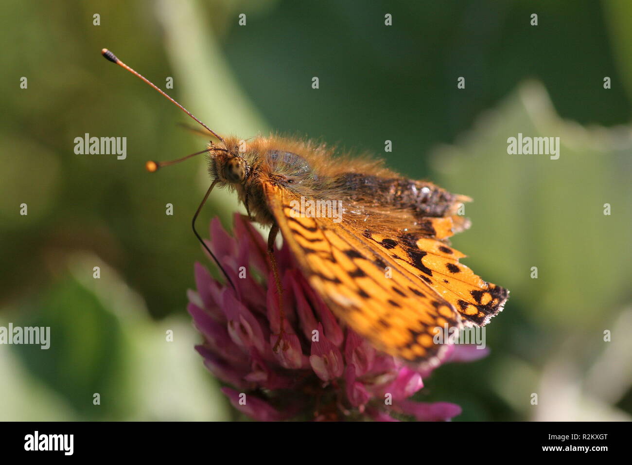 plantain check falter Stock Photo - Alamy