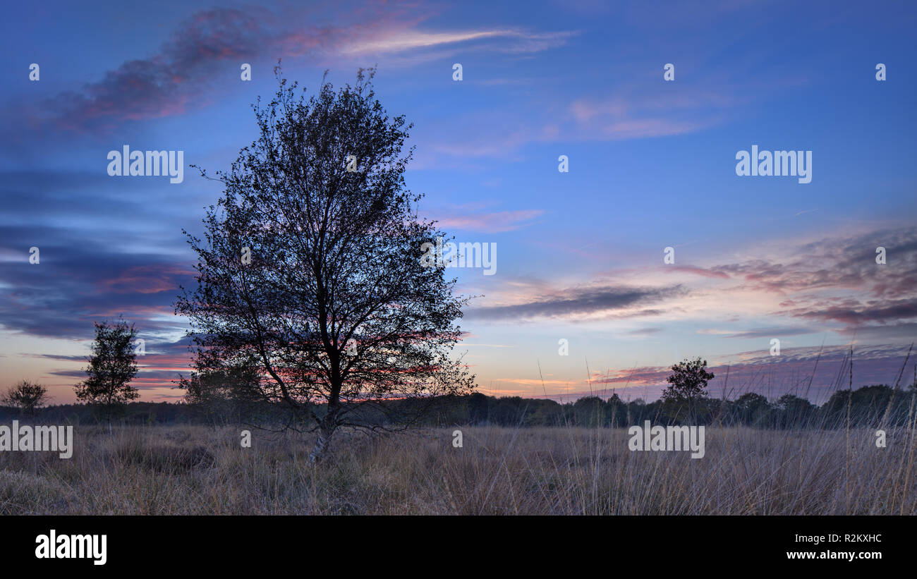 Twilight scene at a tranquil heathland, Goirle, The Netherlands Stock ...