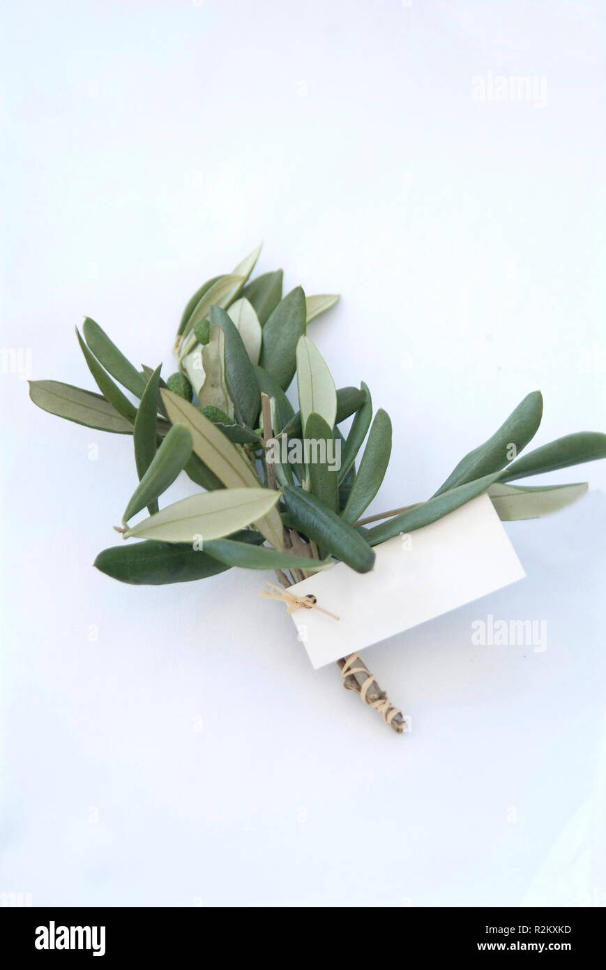 branch with nameplate Stock Photo - Alamy