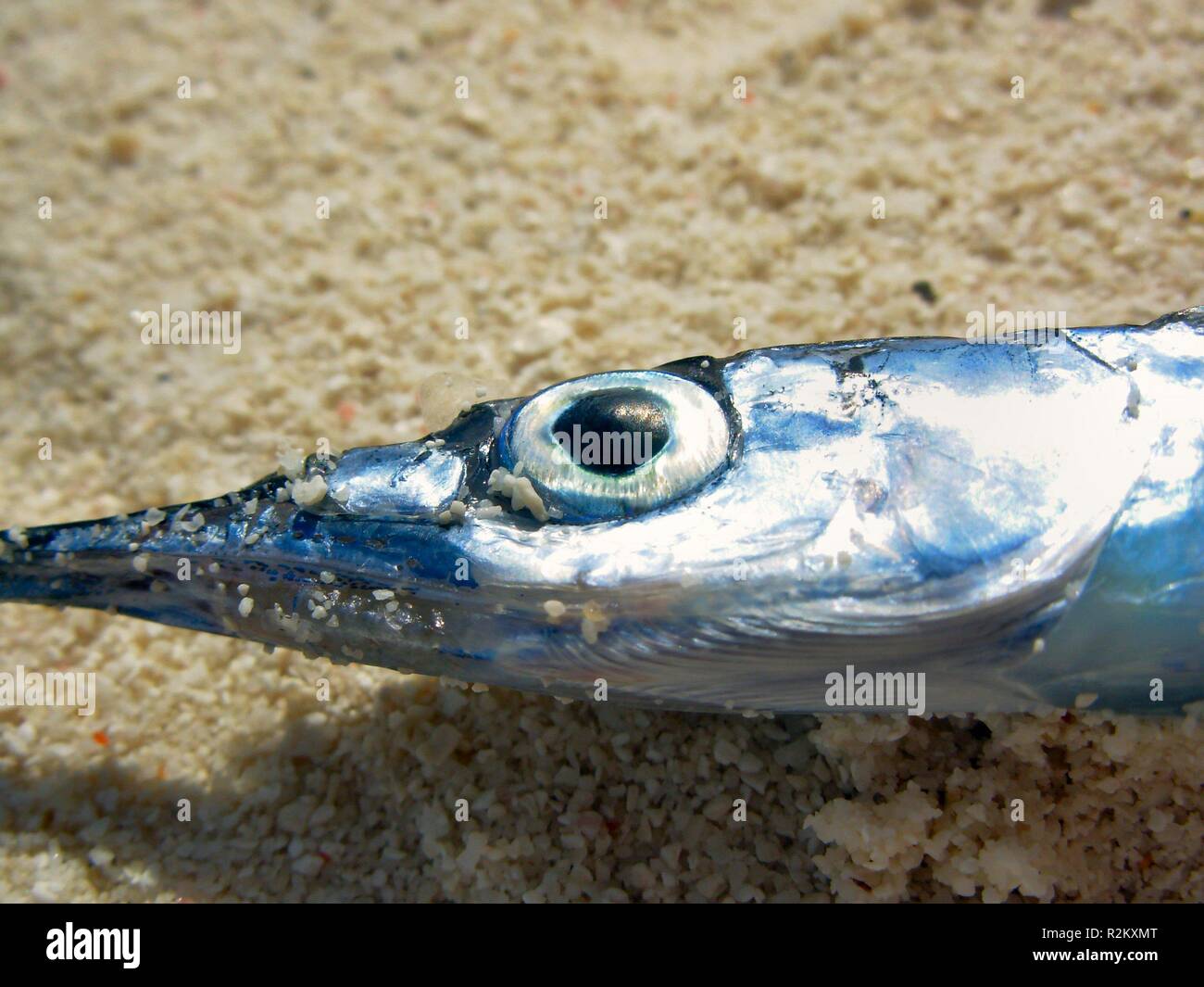 Babyfisch hi-res stock photography and images - Alamy