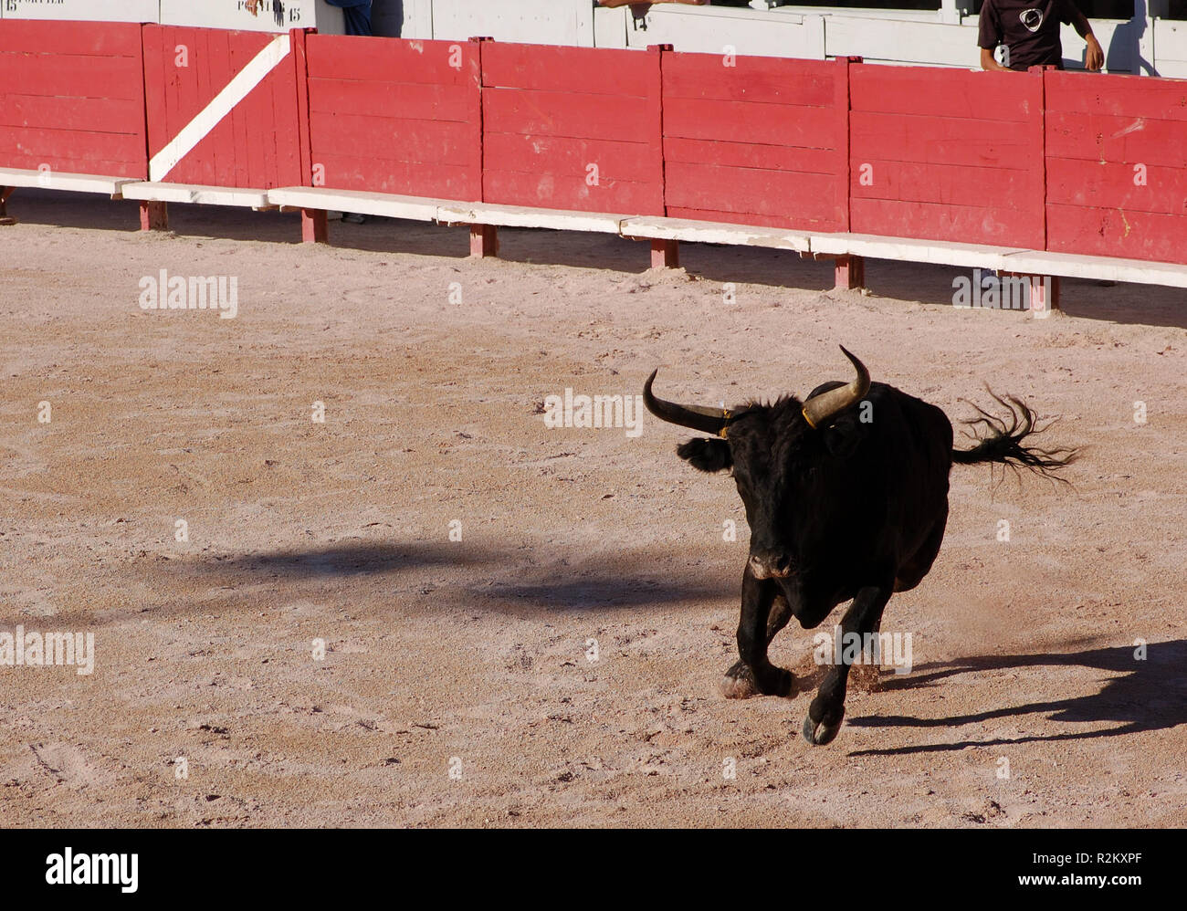 furious bull in the bullring Stock Photo - Alamy