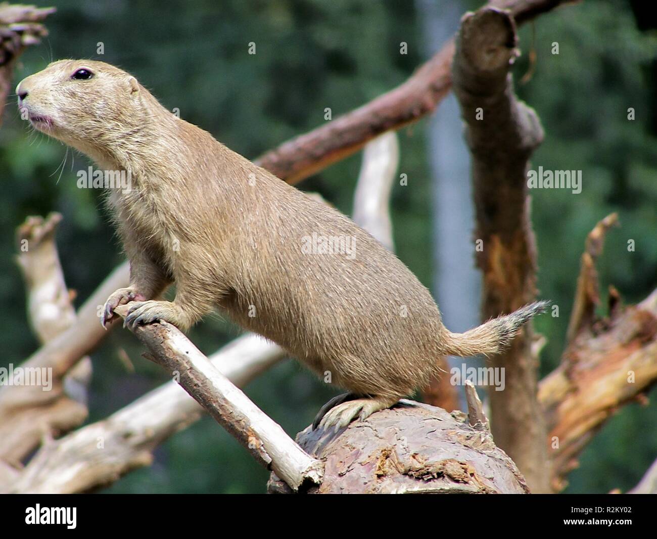 prairie dog on guard posts Stock Photo - Alamy