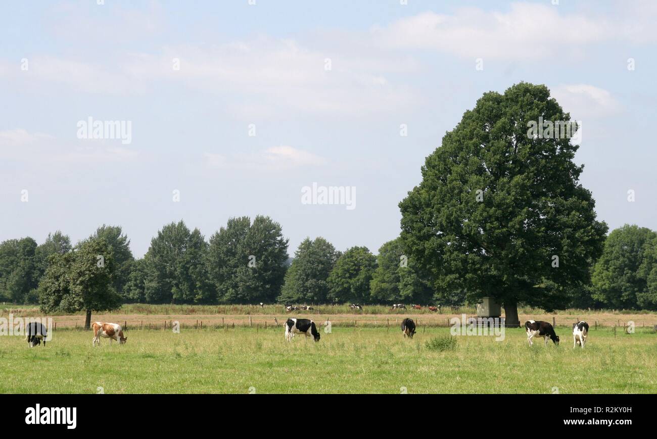 summer tree Stock Photo - Alamy