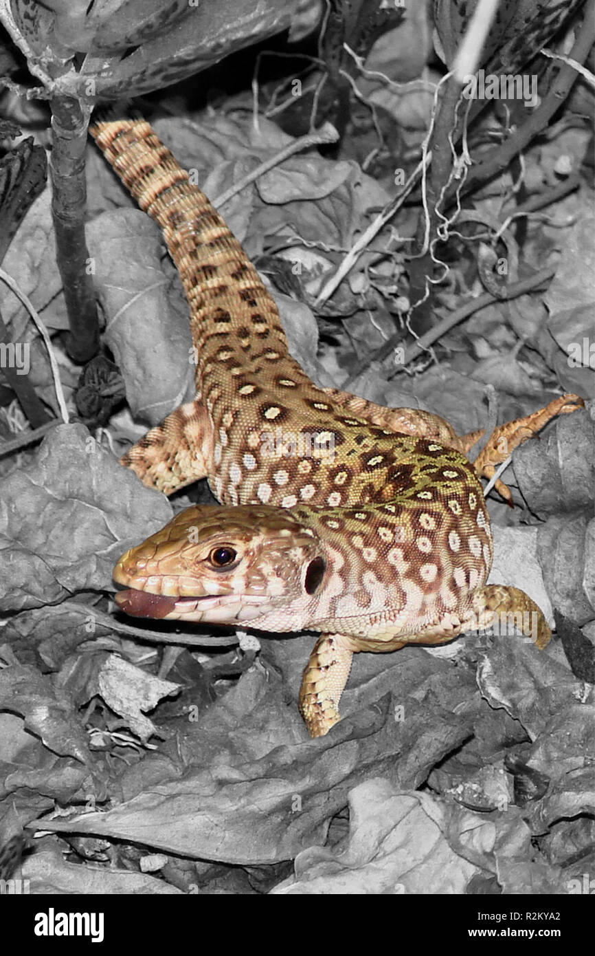 Spanish lizards hi-res stock photography and images - Alamy