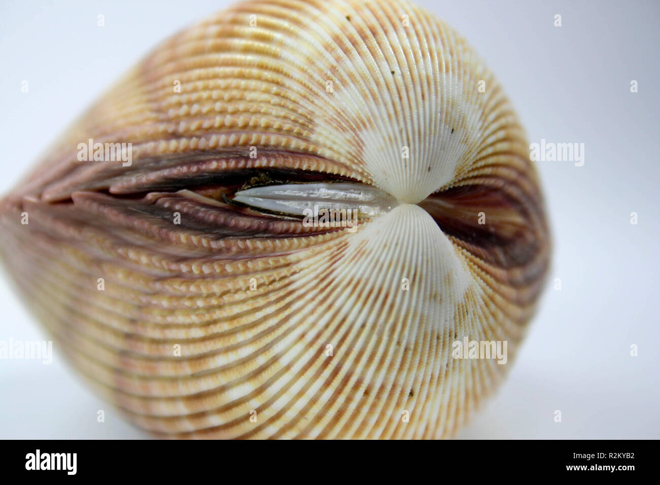 Shell lines hi-res stock photography and images - Alamy