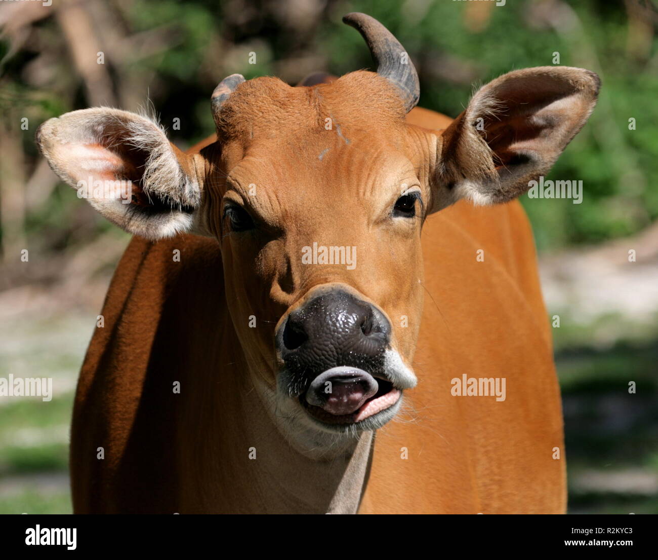 Java china hi-res stock photography and images - Alamy