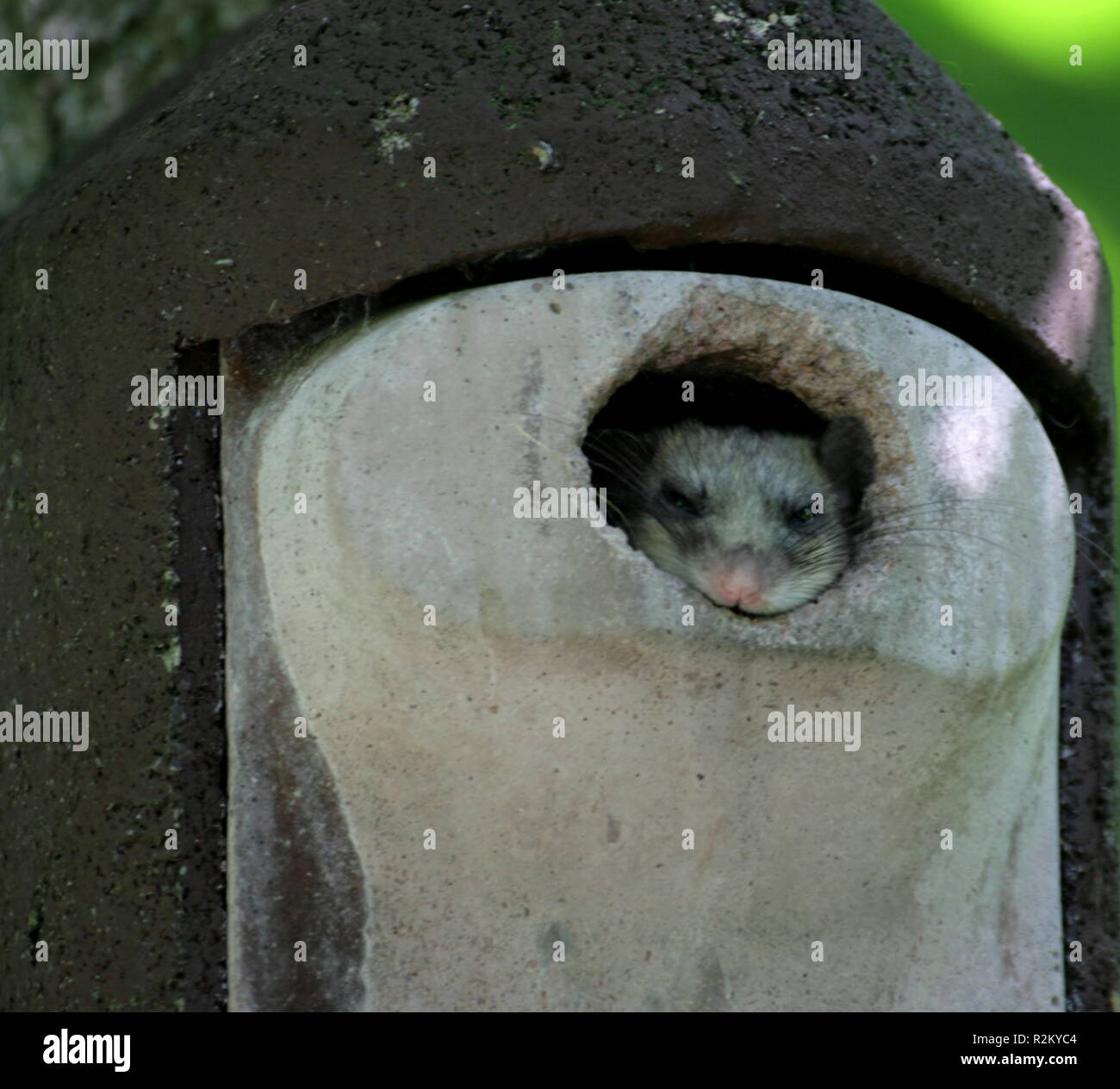 Dormouse sleeping hi-res stock photography and images - Alamy