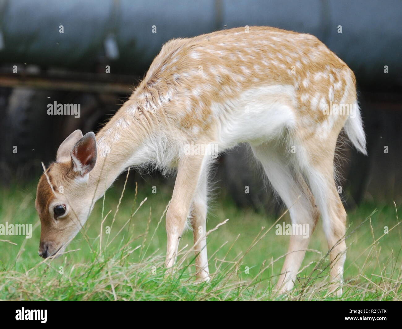 Fawn skin hi-res stock photography and images - Alamy