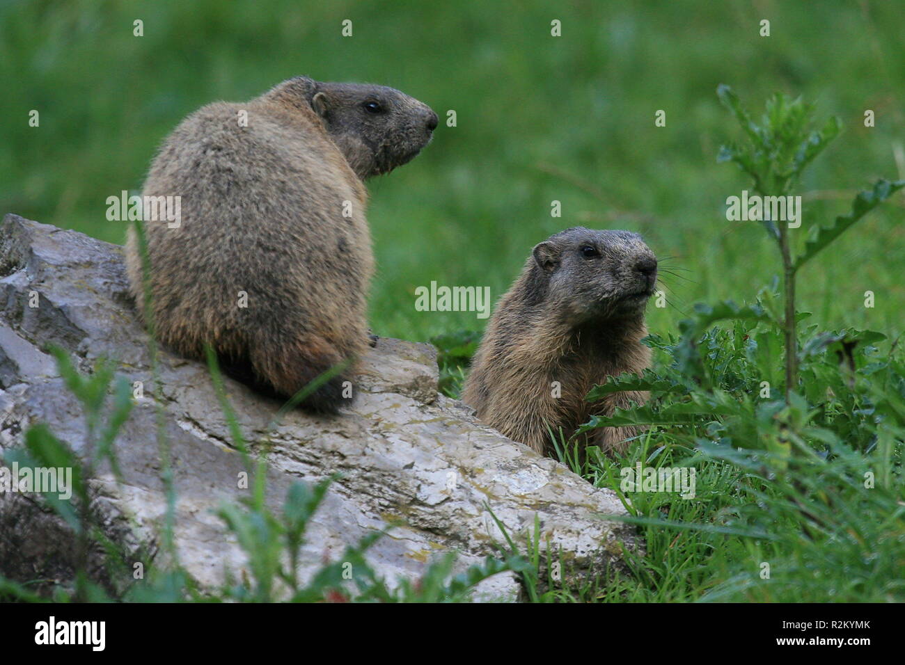 Marmot skin hi-res stock photography and images - Alamy