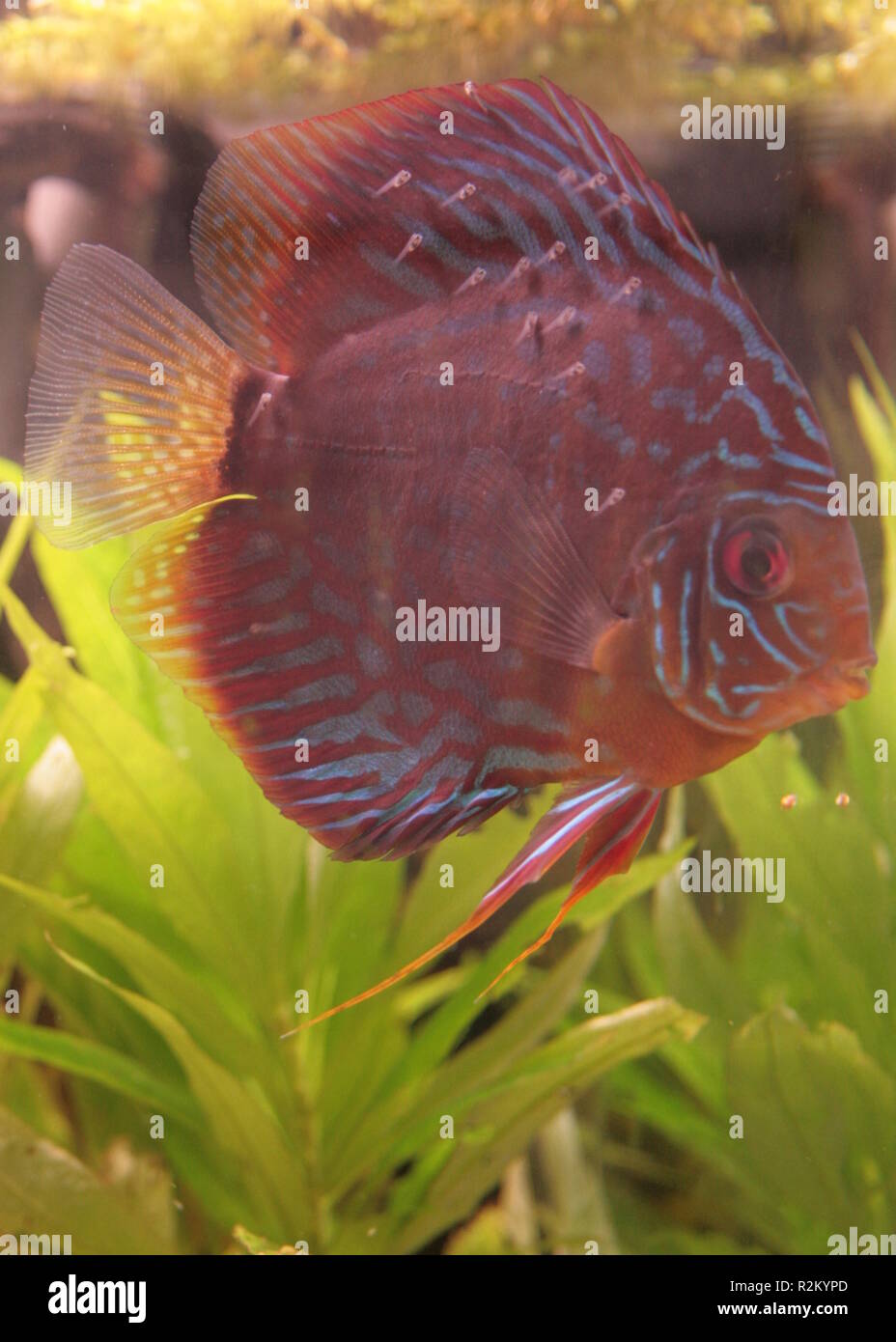 Discus fish with offspring hi-res stock photography and images - Alamy
