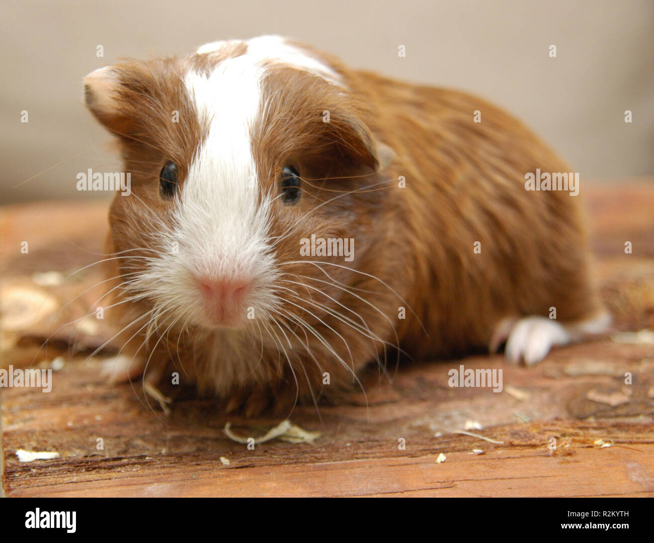 Neotragini hi-res stock photography and images - Alamy