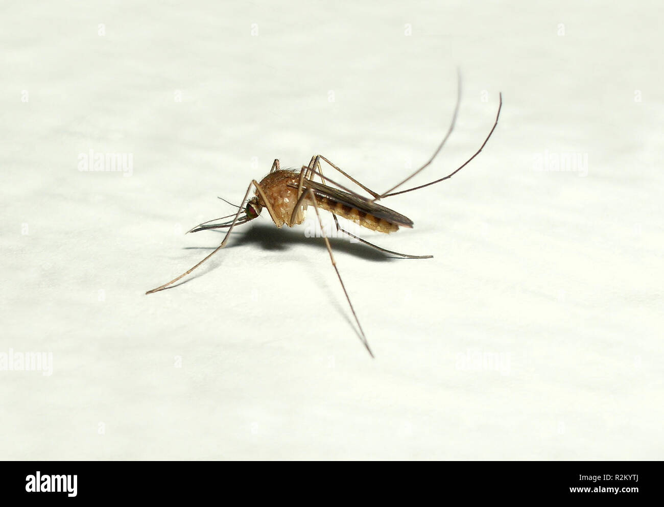 European Mosquito Stock Photos & European Mosquito Stock Images - Alamy