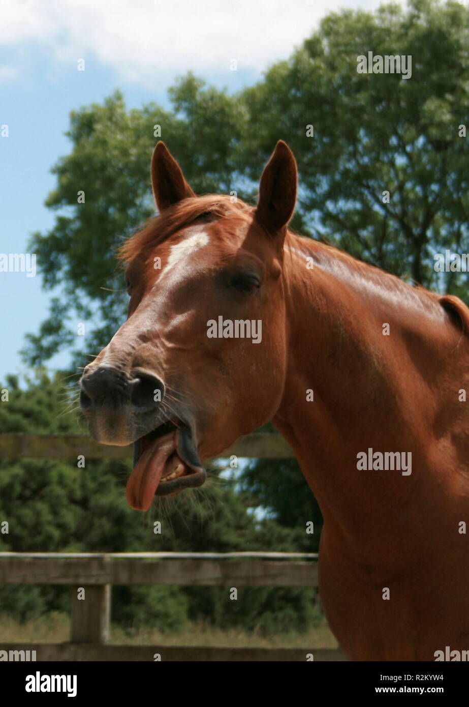 Animal vomit hi-res stock photography and images - Alamy