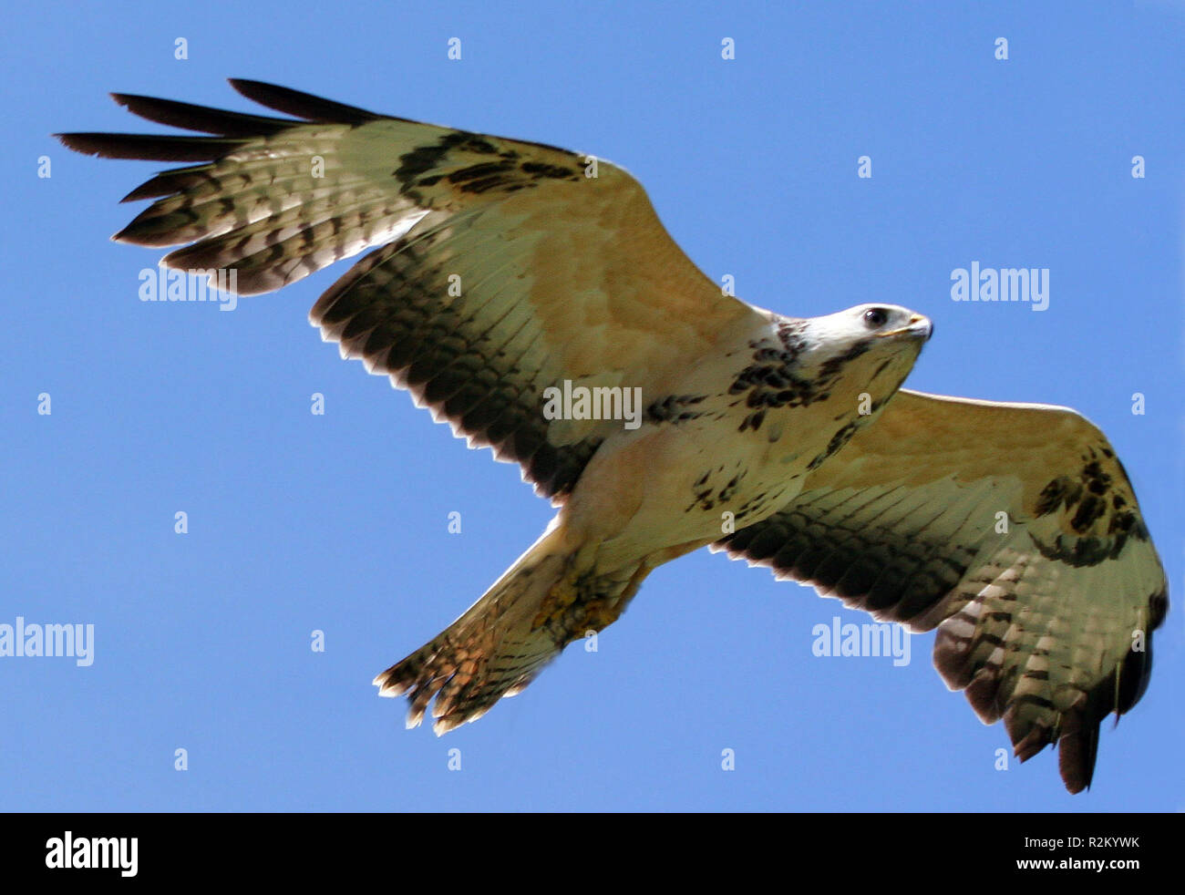 buzzard in flight Stock Photo - Alamy