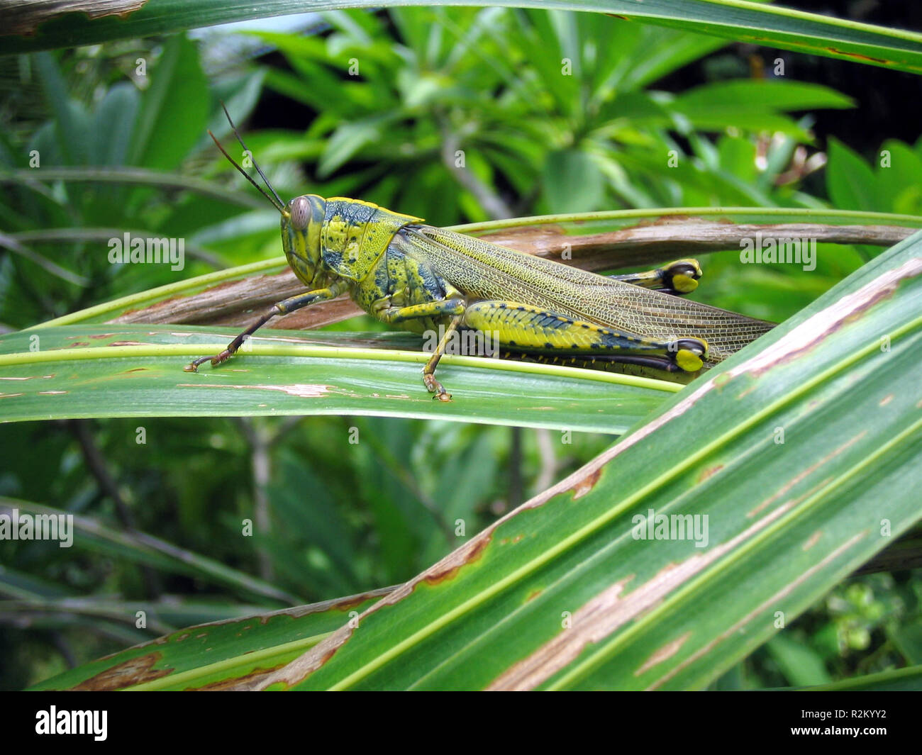Giant grasshoppers hi-res stock photography and images - Alamy
