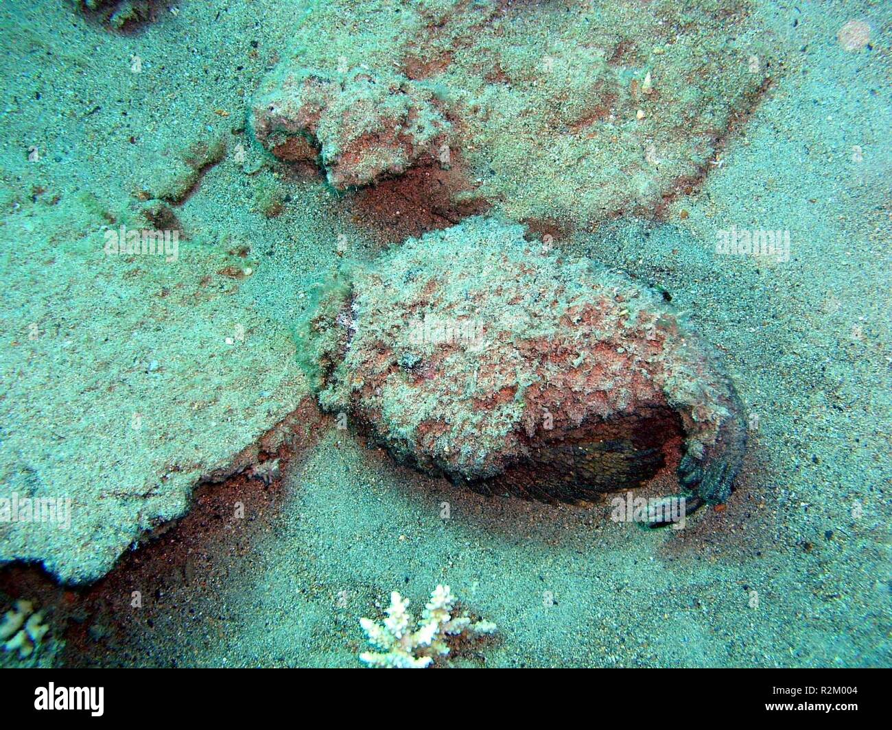 Steinfisch hi-res stock photography and images - Alamy