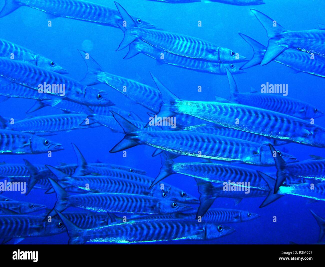 Barracuda Teeth Finding Nemo