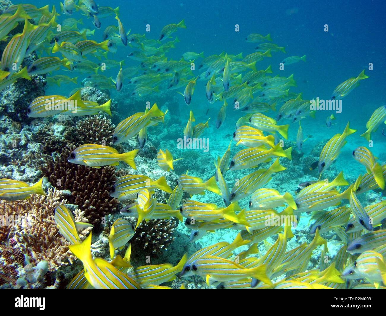 Goldstreifenschnapper hi-res stock photography and images - Alamy