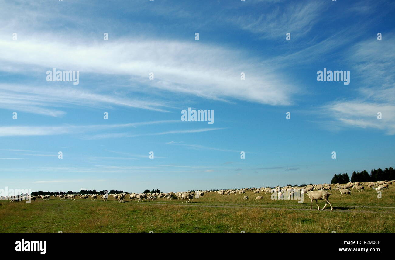 Sheepworld hi-res stock photography and images - Alamy