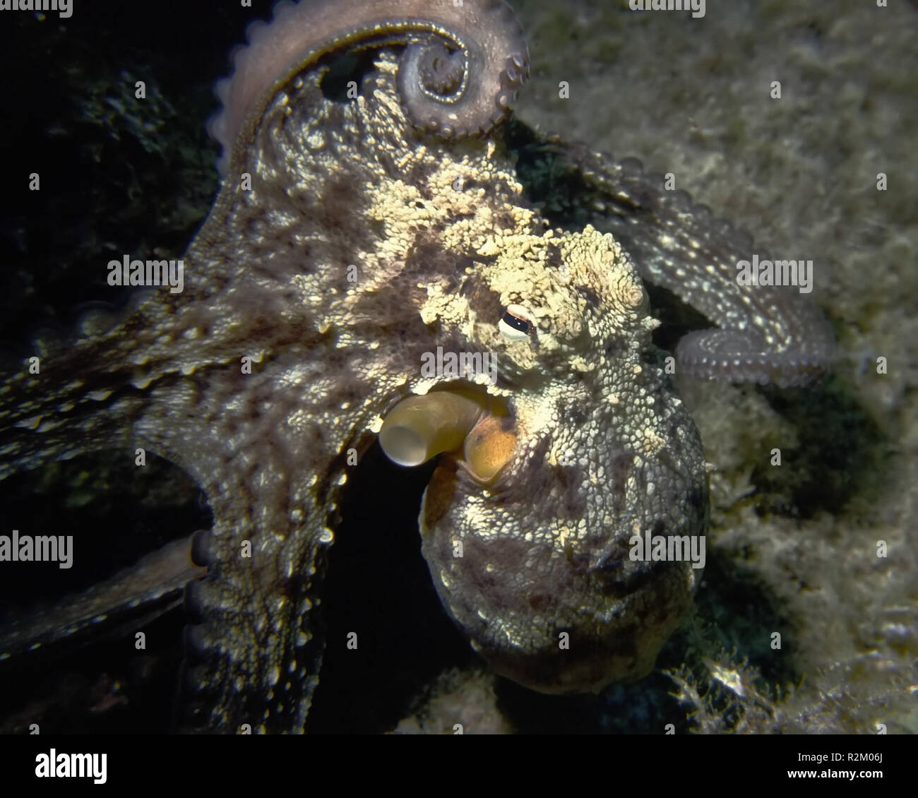 Octopus ink ocean hi-res stock photography and images - Alamy