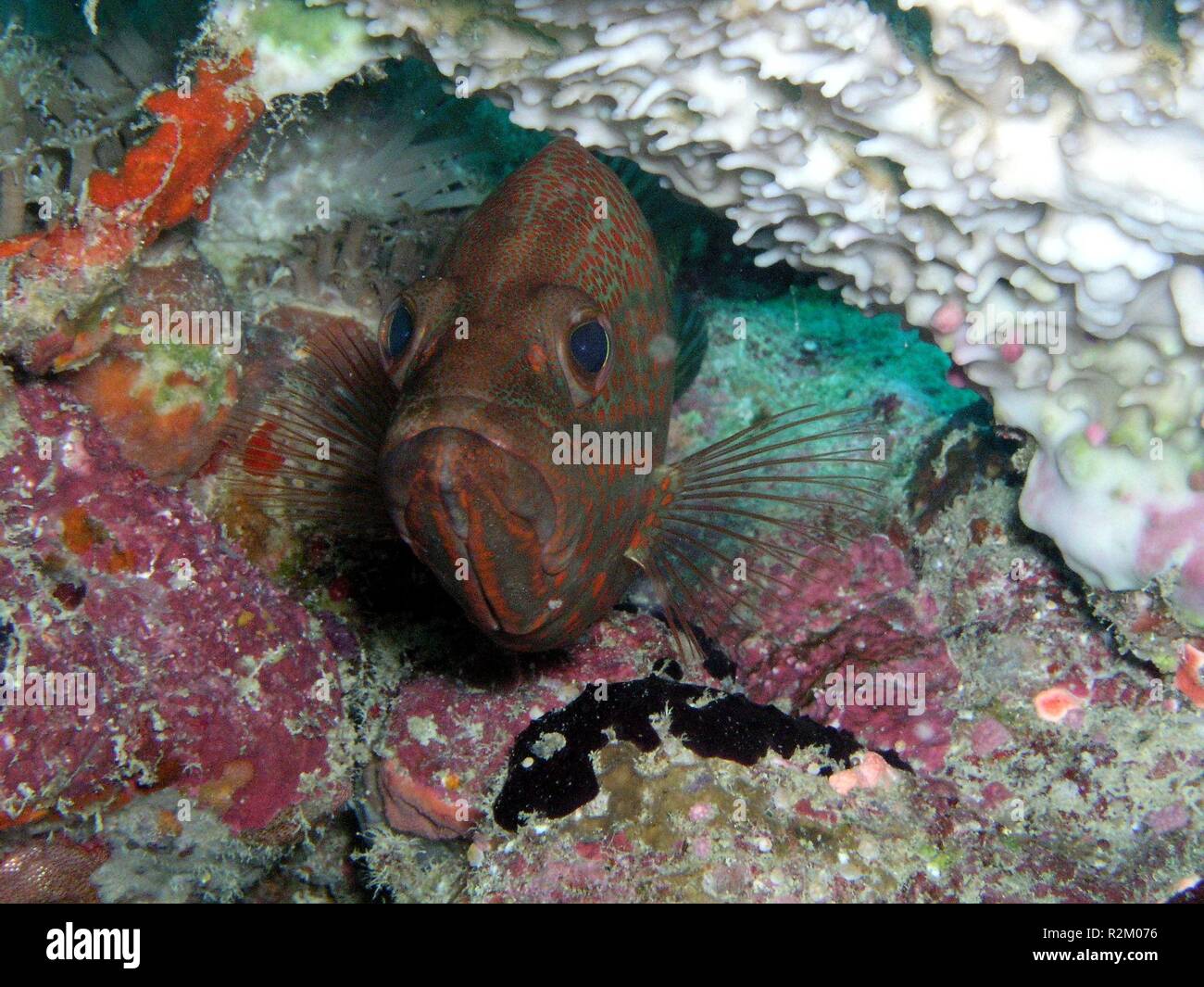 Ba diver hi-res stock photography and images - Alamy