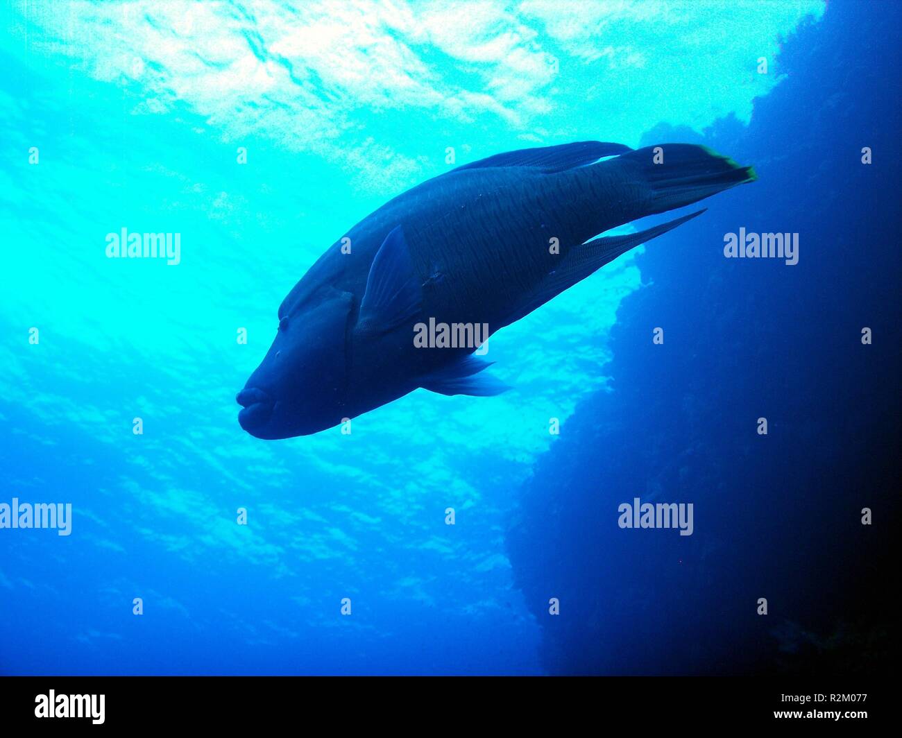 Seabed fish light hi-res stock photography and images - Alamy