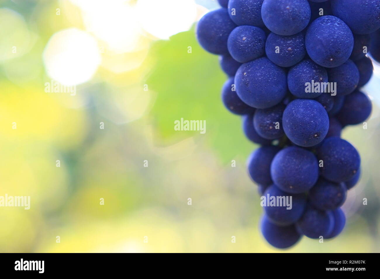 Light coloured grapes hi-res stock photography and images - Alamy