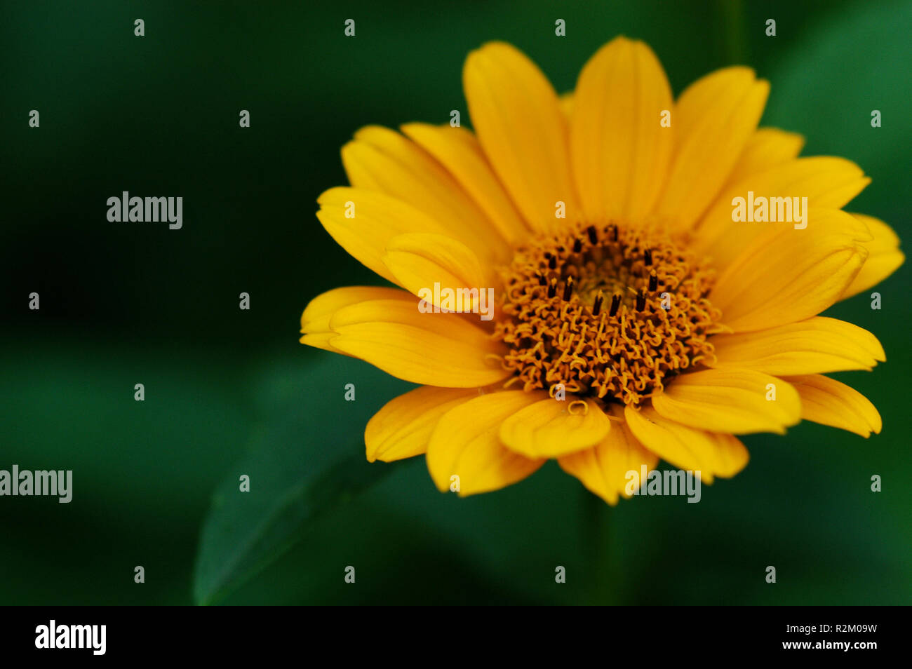 flower lens test Stock Photo - Alamy