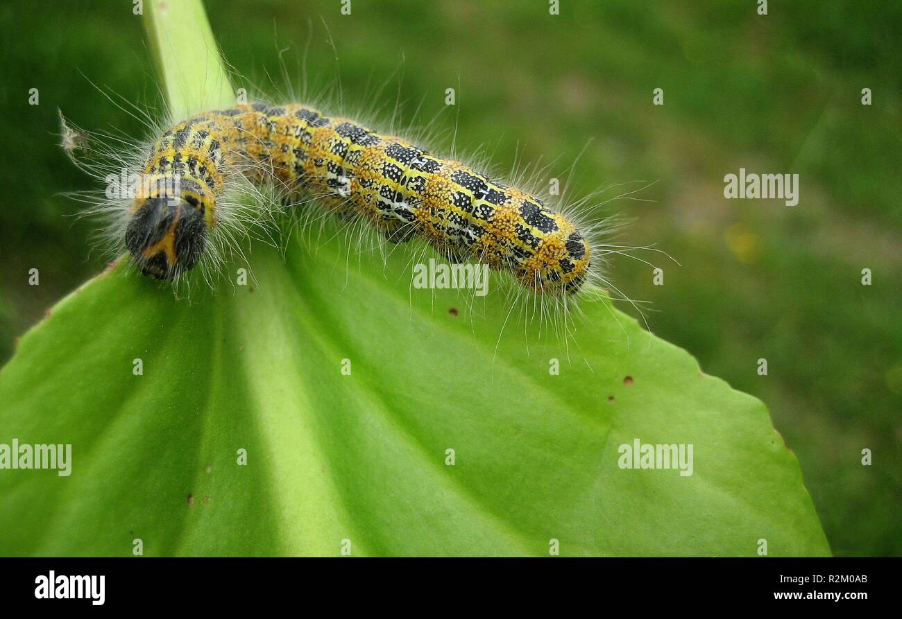 caterpillar of the moon bird Stock Photo - Alamy