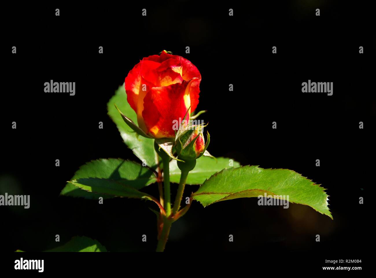 Luminous rose hi-res stock photography and images - Alamy