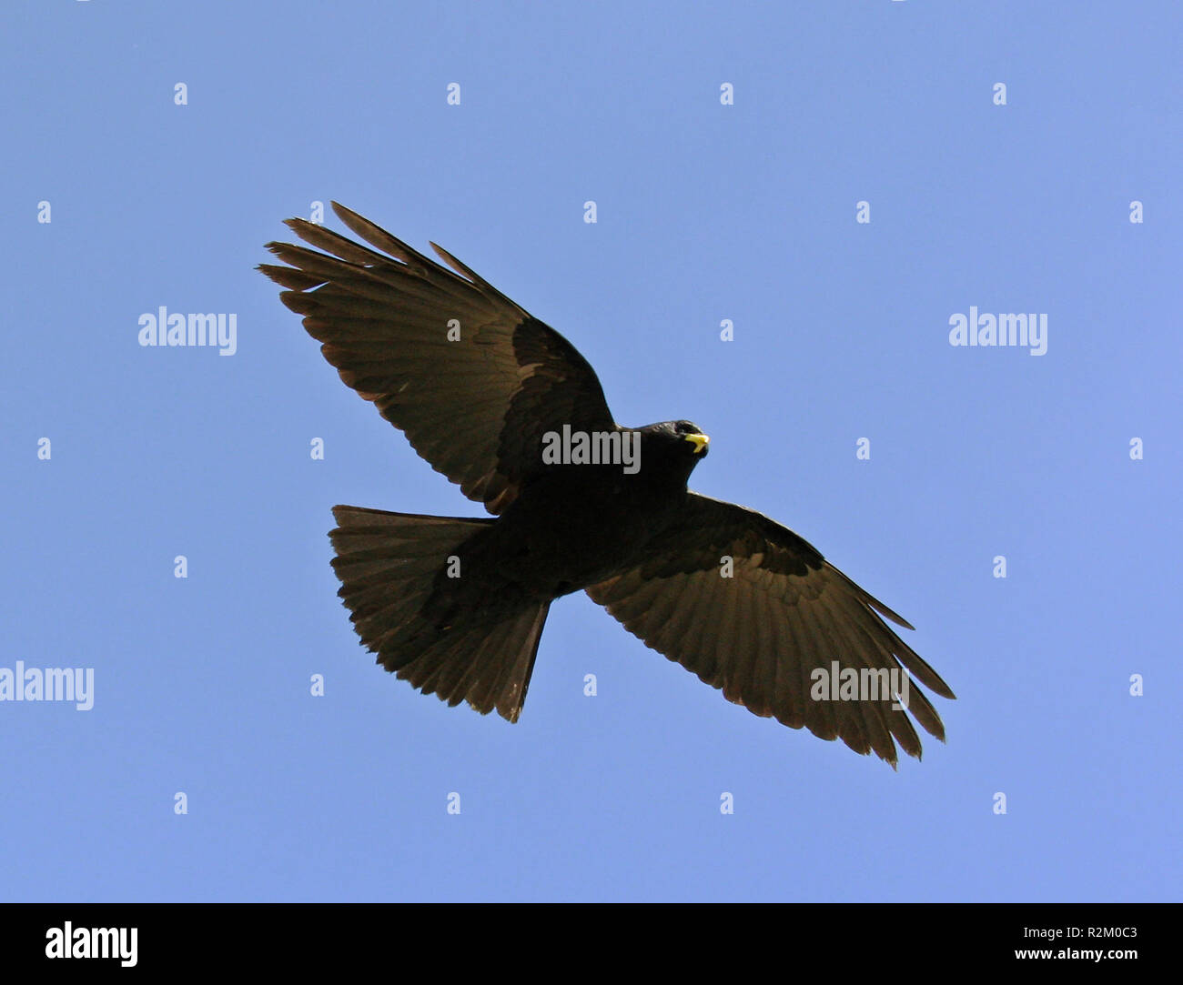 alpine chough in free flight wildlife Stock Photo - Alamy