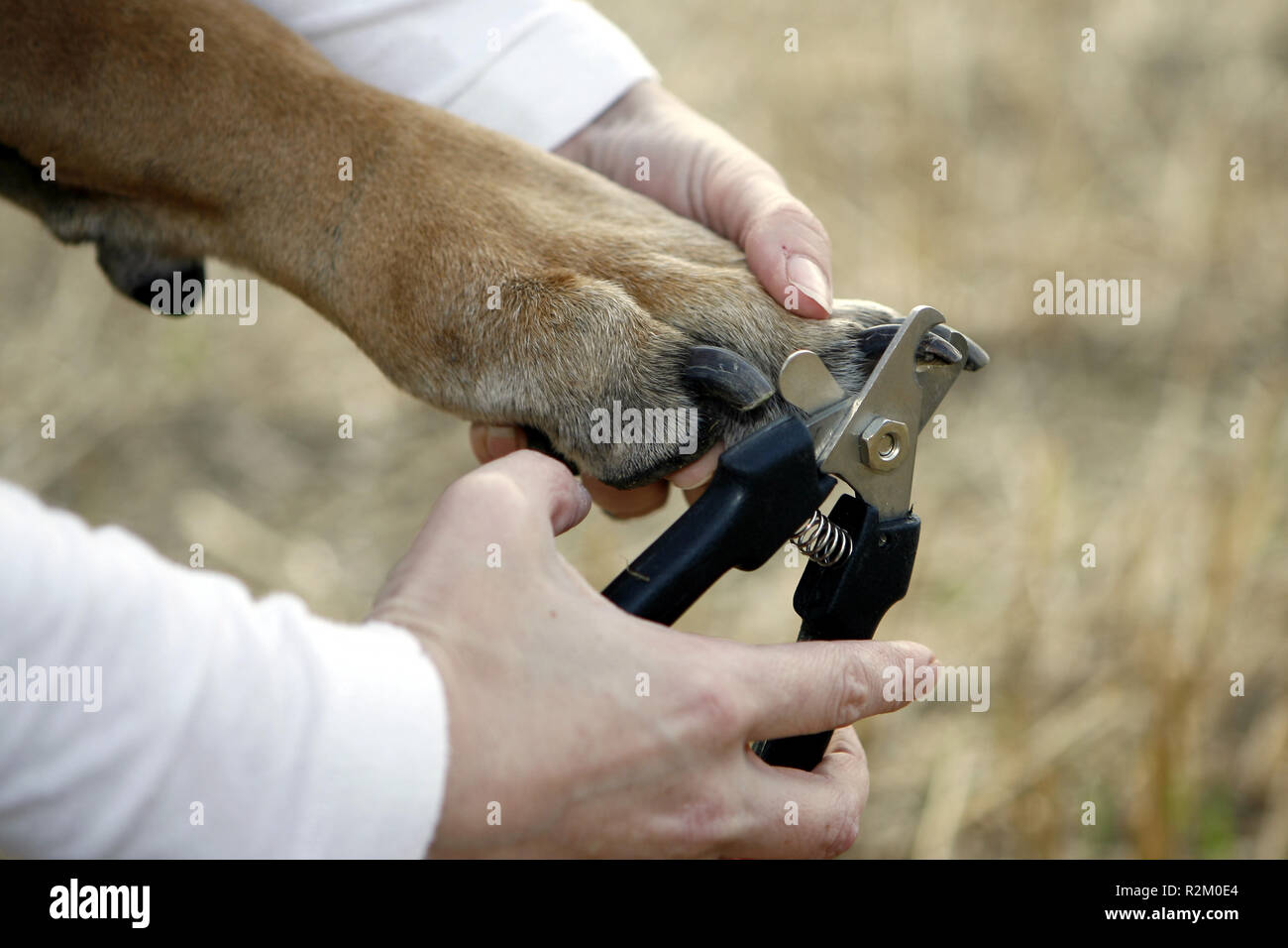 Pinch dogs hi-res stock photography and images - Alamy