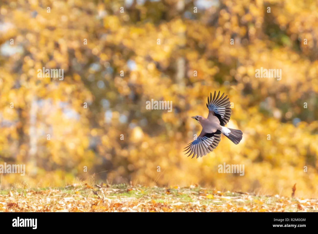 Eurasian jay flying hi-res stock photography and images - Alamy