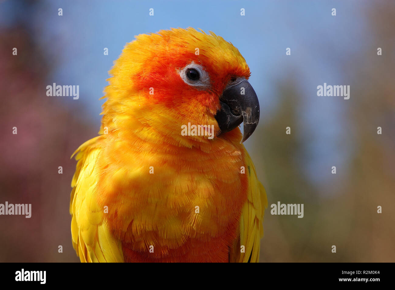 yellow parrot portrait Stock Photo - Alamy