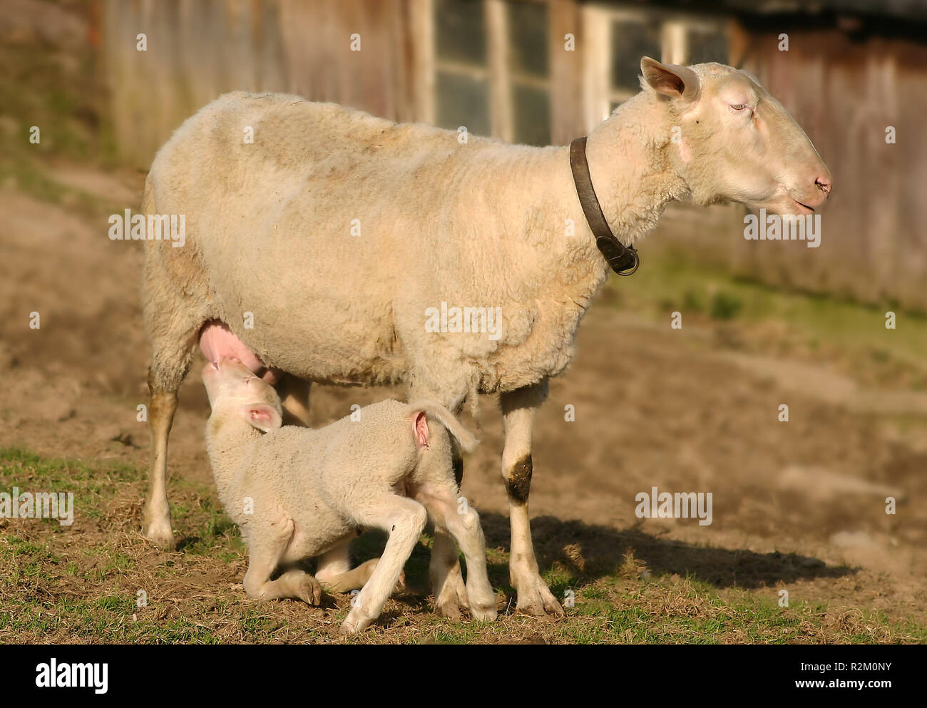 Young buck cheese hi-res stock photography and images - Alamy
