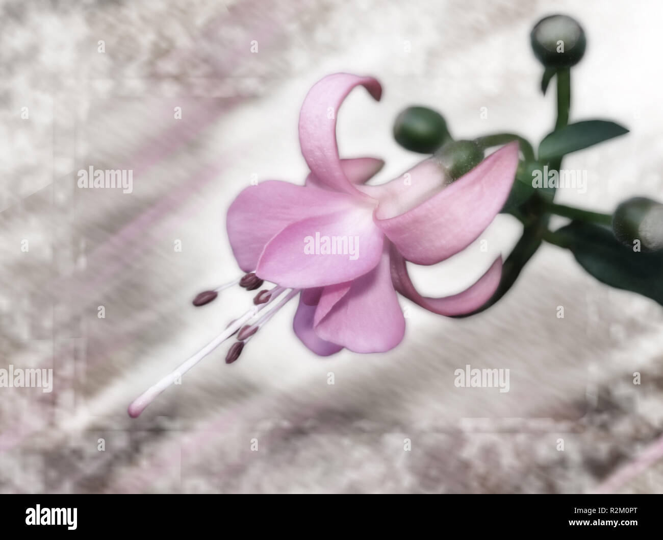 fuchsia in pastel colors Stock Photo - Alamy