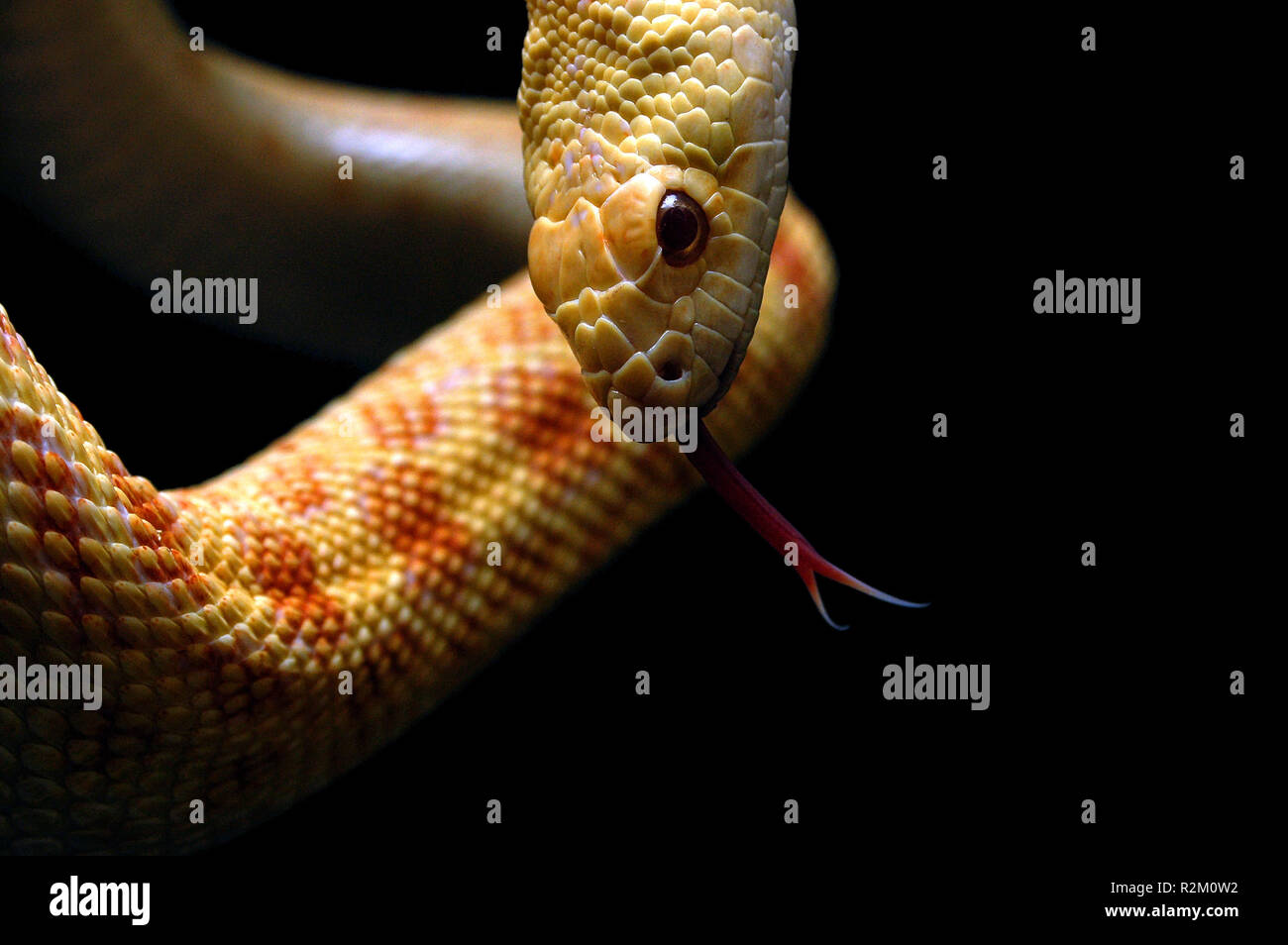 Albino reptile hi-res stock photography and images - Alamy