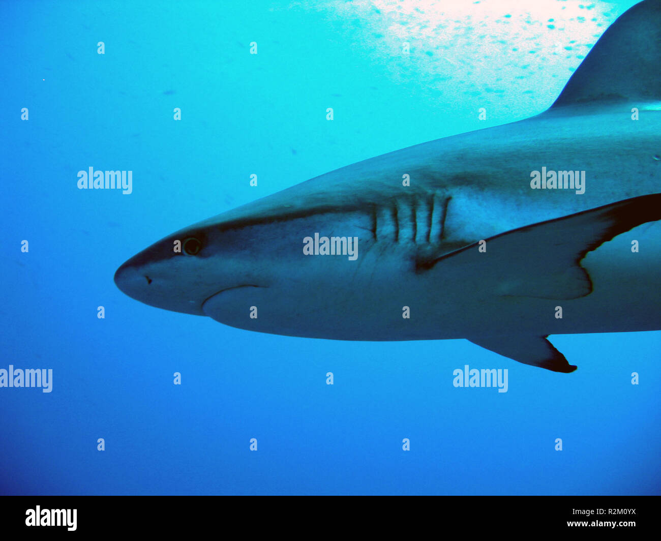 Haiarten hi-res stock photography and images - Alamy