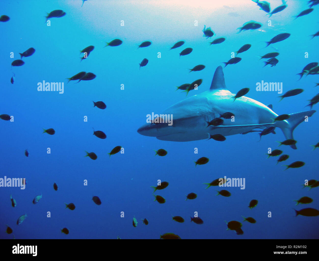 gray reef shark Stock Photo - Alamy