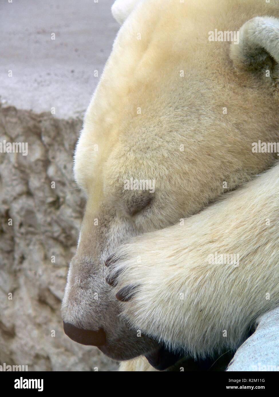 sleeping bear sleeping Stock Photo - Alamy
