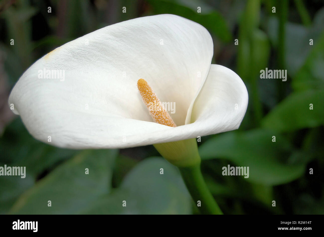 flowering of a cala Stock Photo - Alamy
