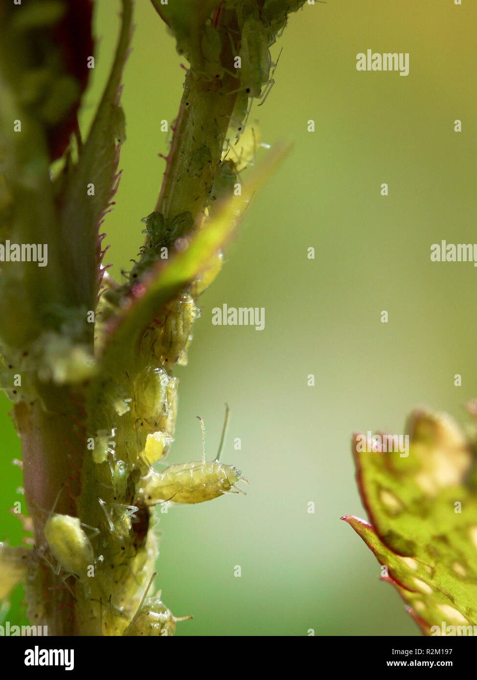 Sucking lice hi-res stock photography and images - Alamy