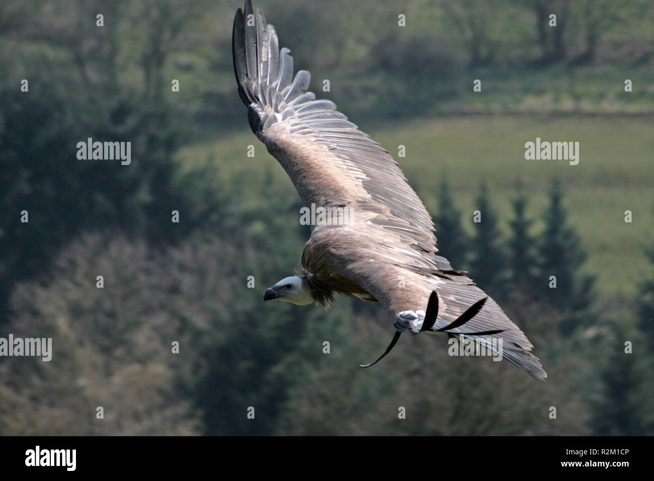 vulture in flight Stock Photo - Alamy