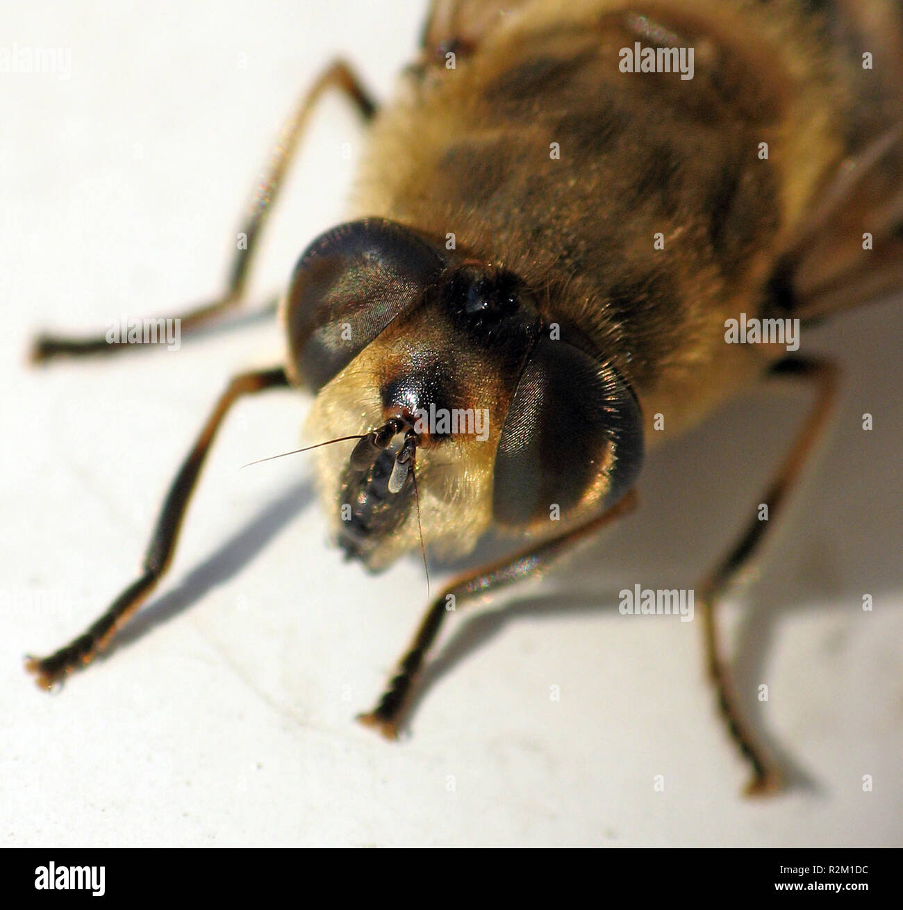 Fliegenkopf hi-res stock photography and images - Alamy