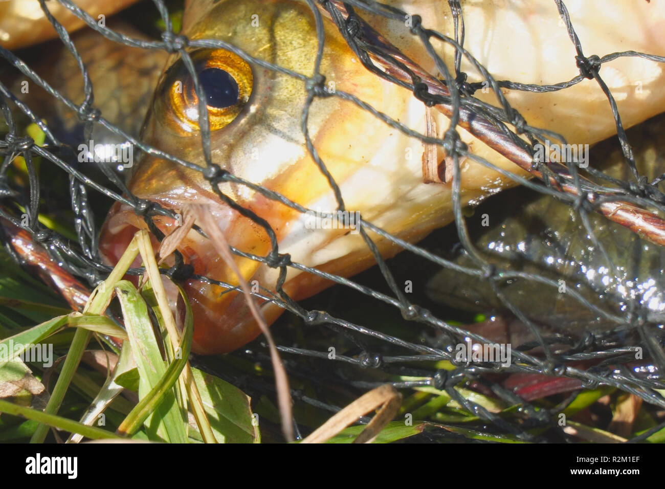 Rudd Silver Fish High Resolution Stock Photography and Images - Alamy