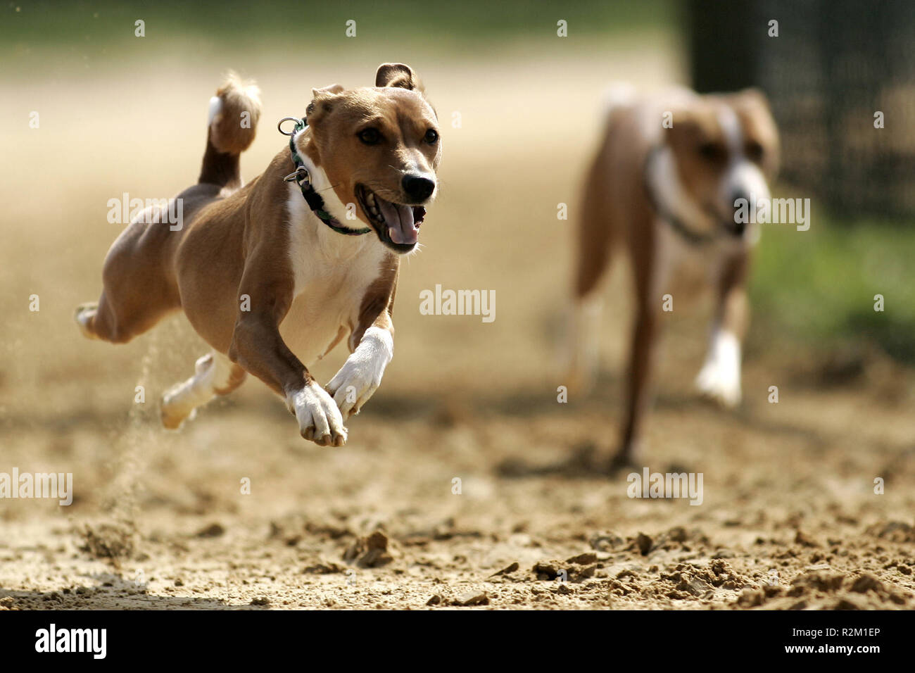 African hound dog hi-res stock photography and images - Alamy