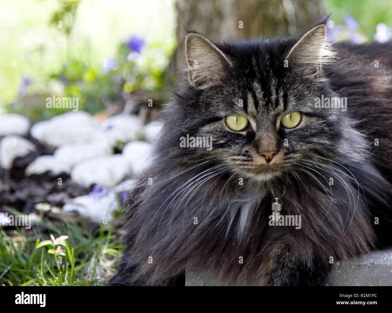 maine coon cat ii Stock Photo - Alamy