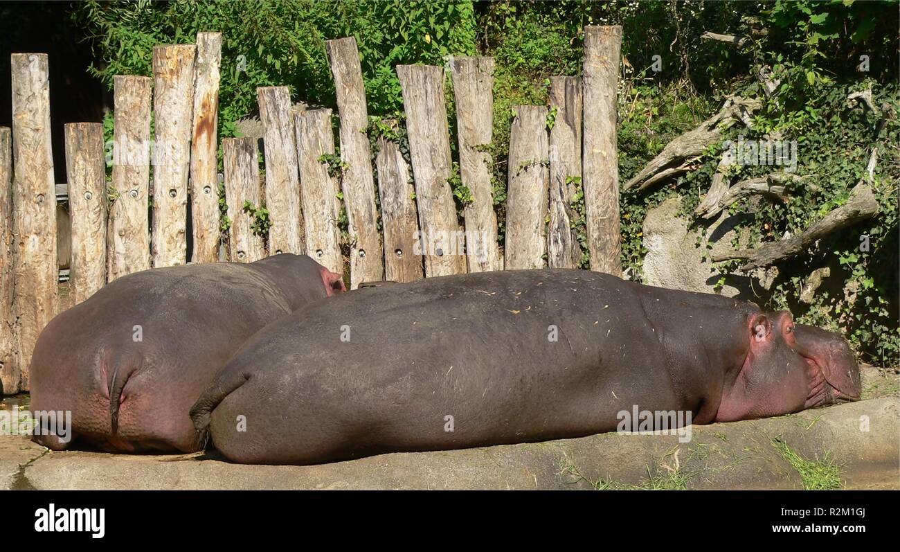 Hippos eye hi-res stock photography and images - Alamy